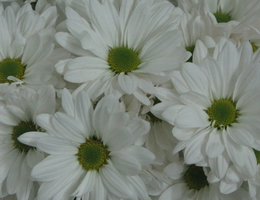Pompons – Daisy – Atlantis White | miaflorafarms