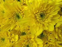 Pompons – Cushion – Zembla Yellow | miaflorafarms