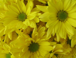 Pompons – Daisy – Atlantis Yellow | miaflorafarms