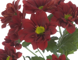 Pompons – Daisy – Red Managua | miaflorafarms