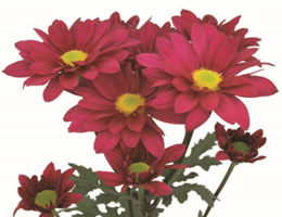 Pompons – Daisy – Show | miaflorafarms